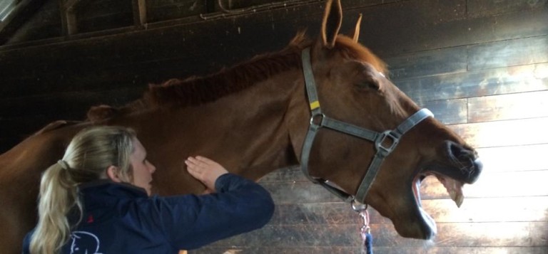 The Equine Hyoid; Functions, Mechanisms and Corrective Techniques for ...
