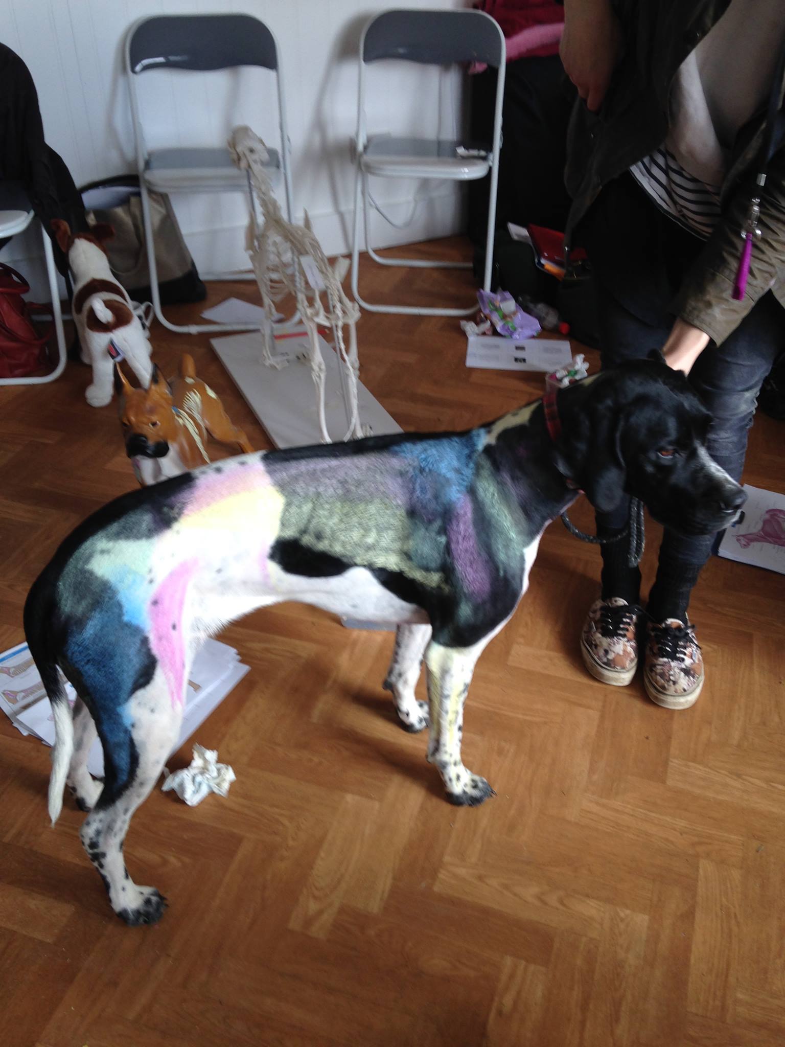 canine practical anatomy chalk on dog - Rose Therapy