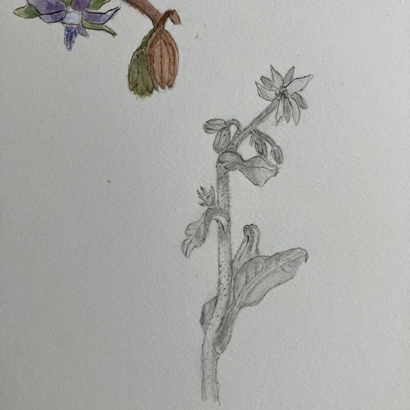 Seasonal Hedgerow Botanicals: Exploration through Drawing and Painting ...